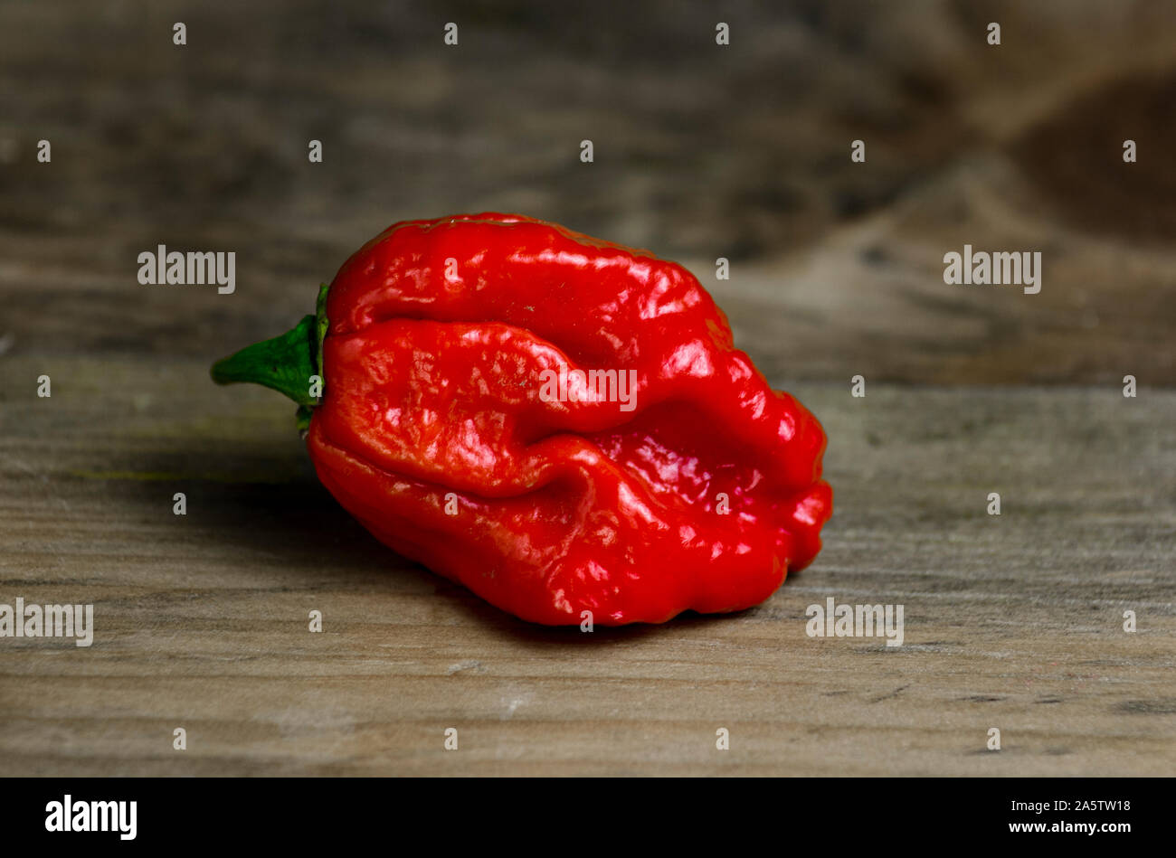 Close up photo of Trinidad Moruga Scorpion (Capsicum chinense) chili ...