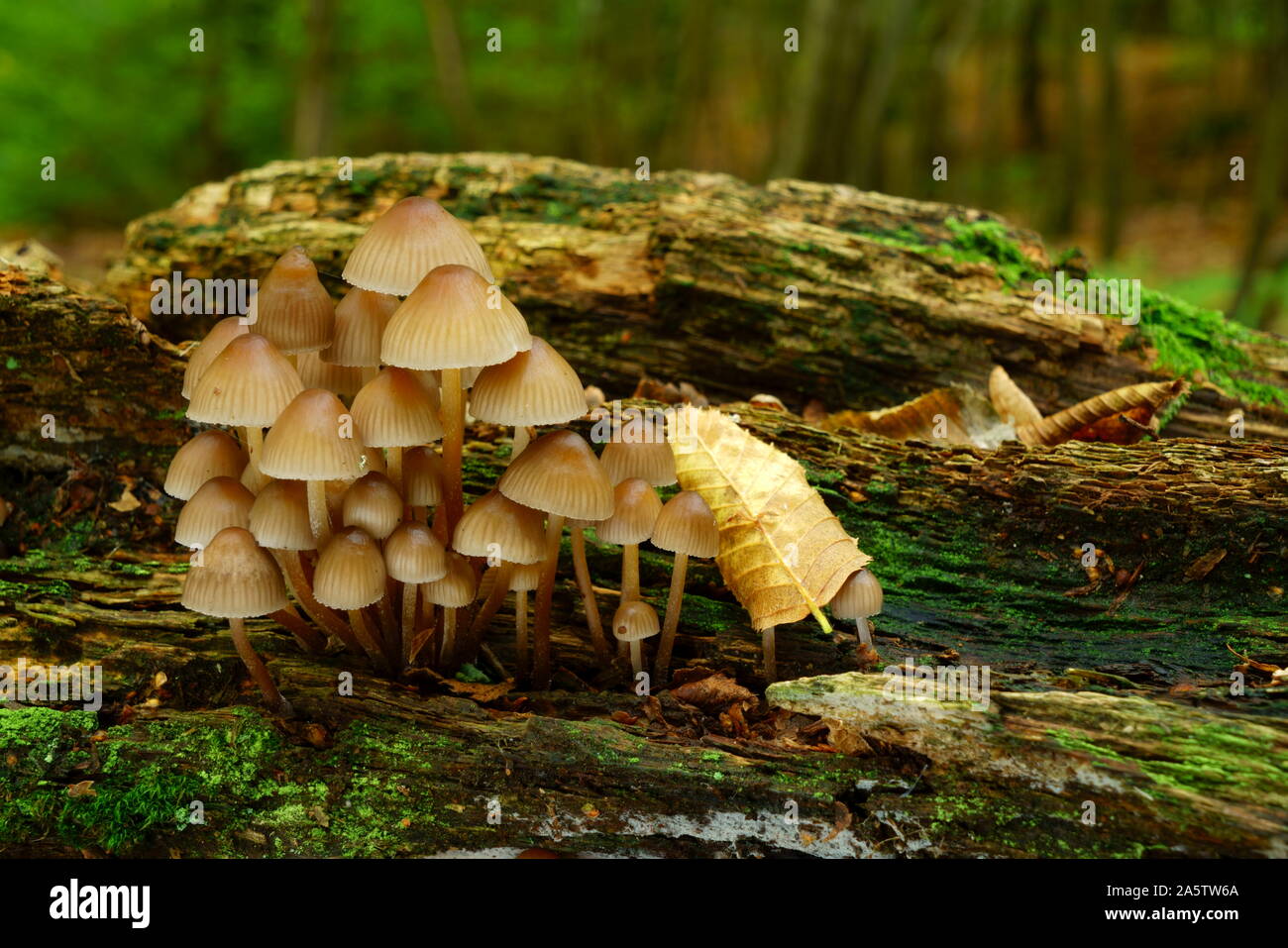 Clustered bonnet fungi Mycena inclinata growing on a rotten log Stock ...