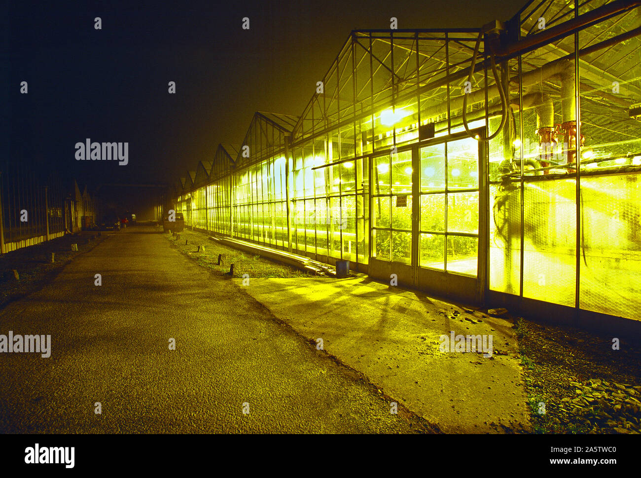 Channel Islands. Guernsey. Glasshouses at night. Rose growing Stock ...