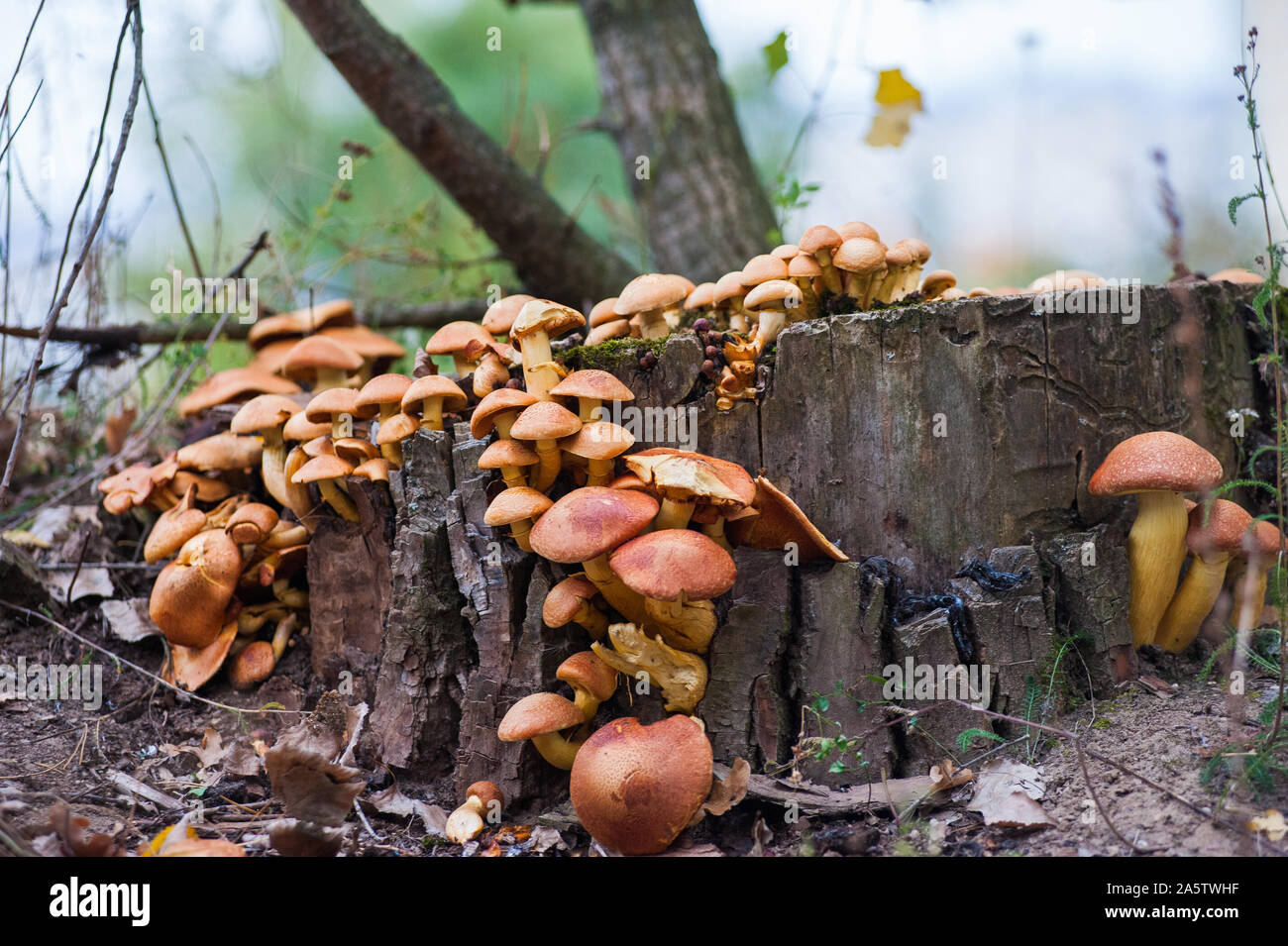 Parasite On Oyster Shell Trees