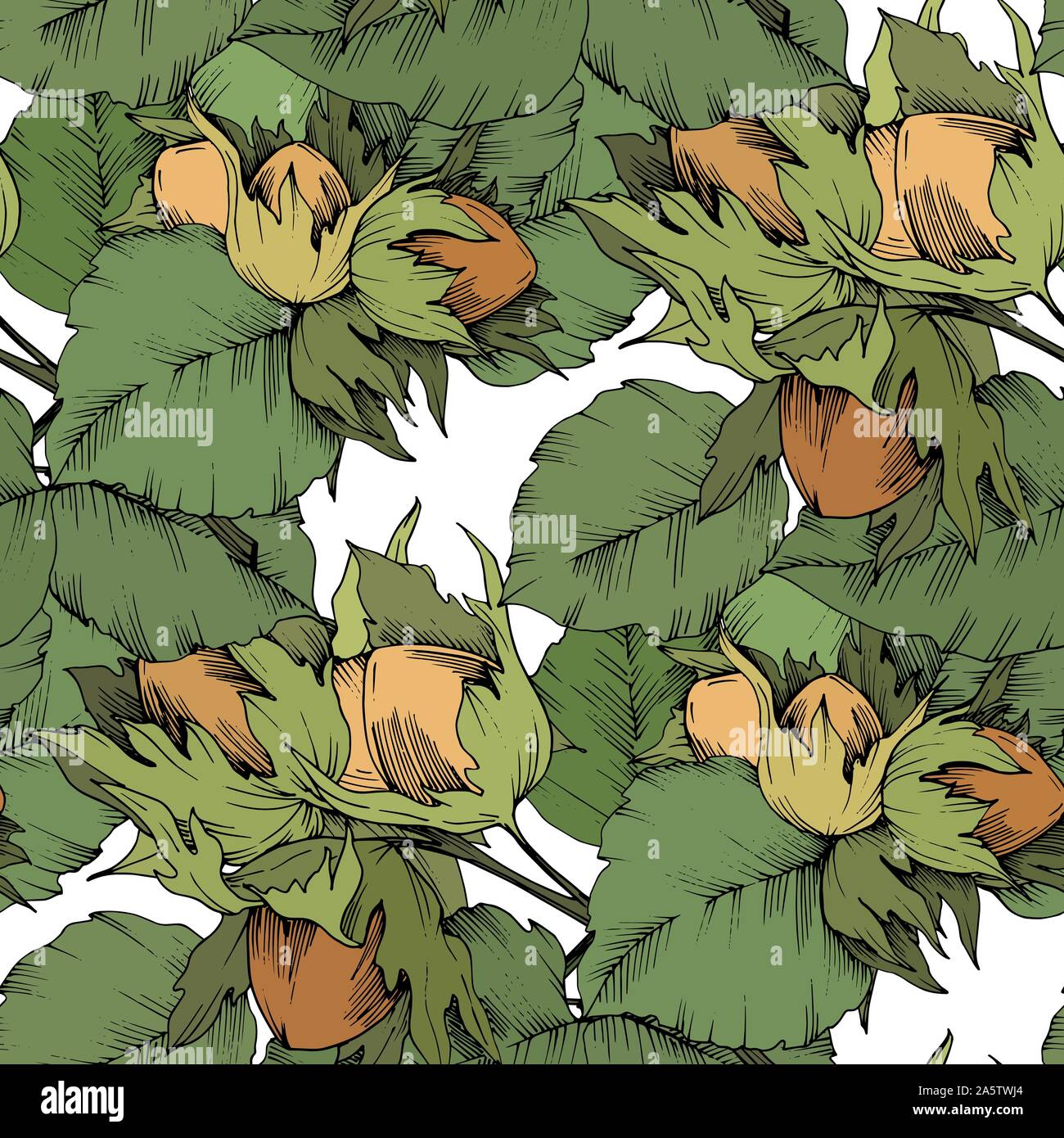 Vector autumn plant hazel nut. Leaf plant botanical garden floral ...