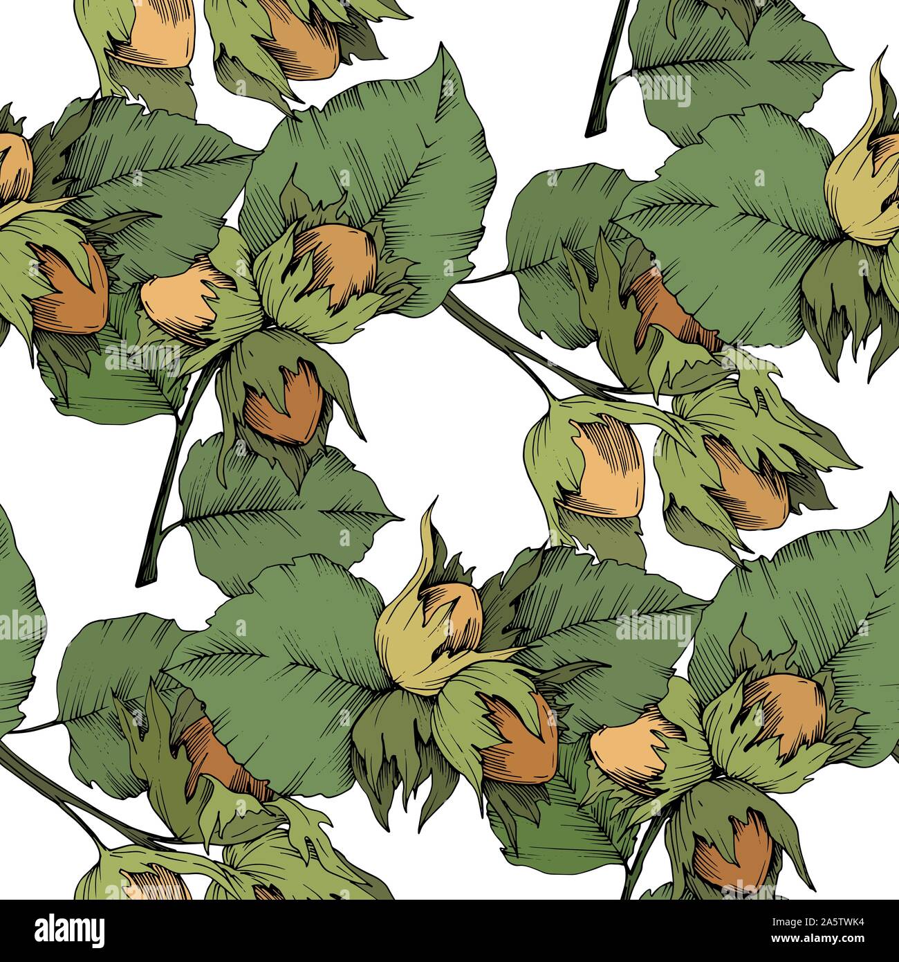 Vector autumn plant hazel nut. Leaf plant botanical garden floral ...