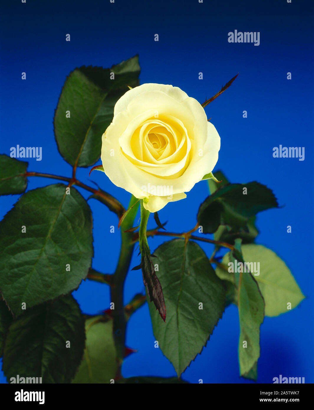 Single flower bloom hi-res stock photography and images - Alamy