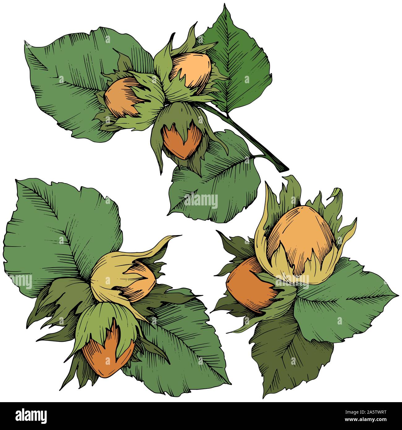 Vector autumn plant hazel nut. Leaf plant botanical garden floral ...