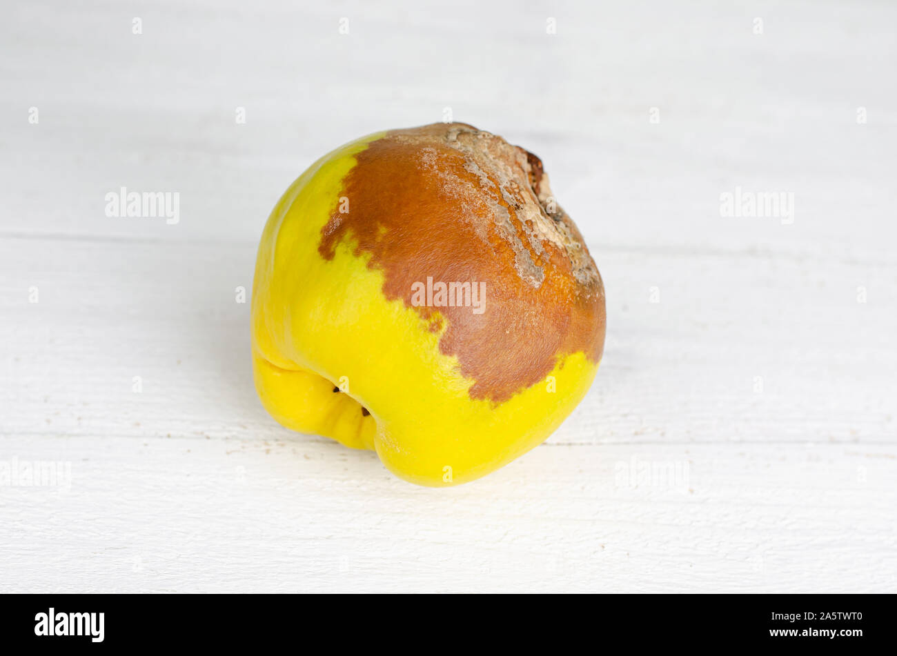 Rotten quince fruit on white background. Close up Stock Photo - Alamy