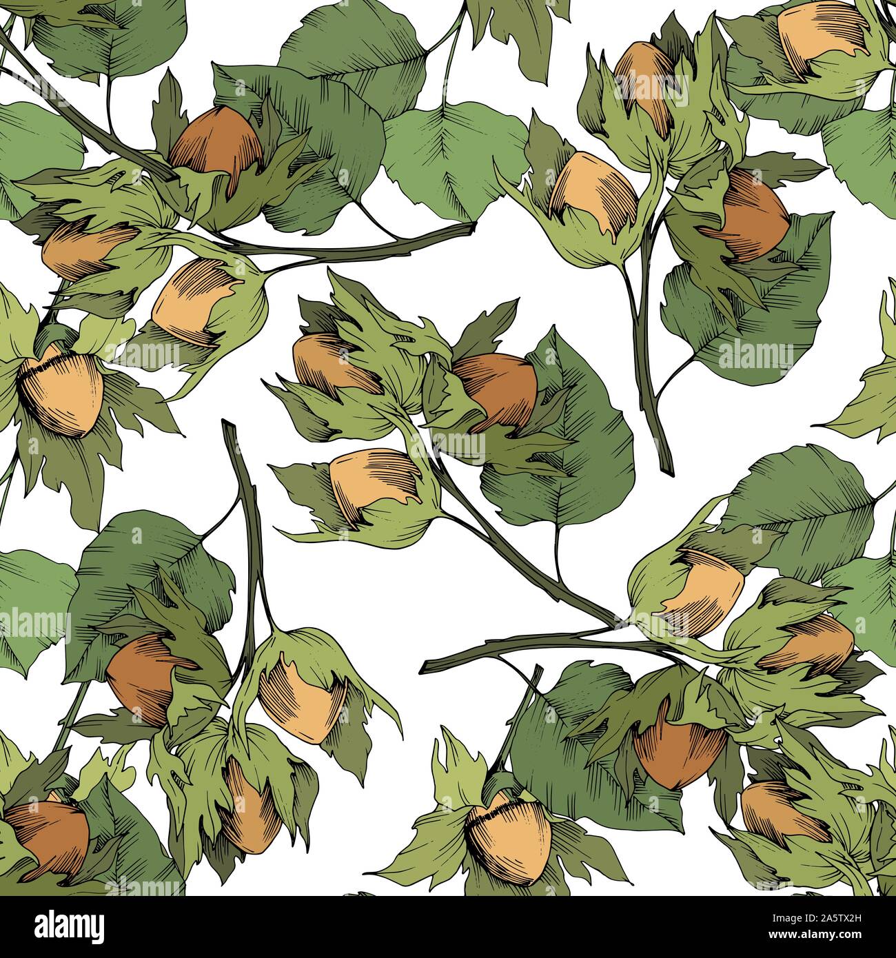 Vector autumn plant hazel nut. Leaf plant botanical garden floral ...