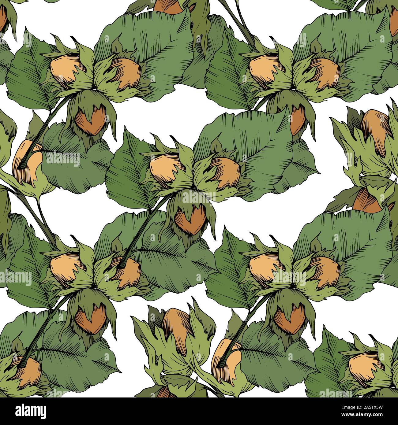 Vector autumn plant hazel nut. Leaf plant botanical garden floral ...