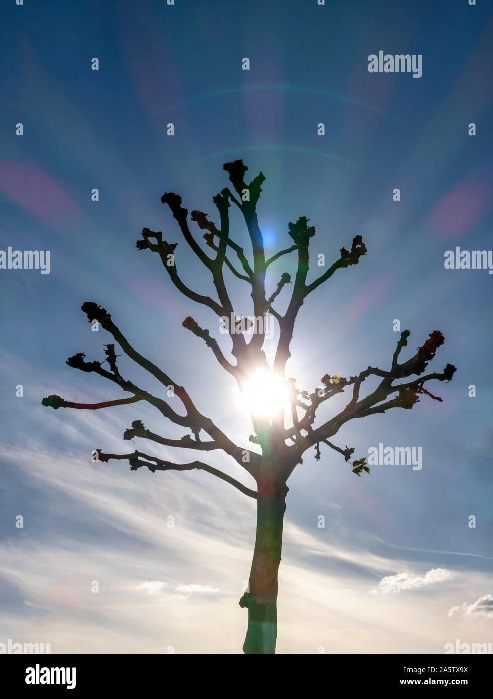 tree of light Stock Photo - Alamy