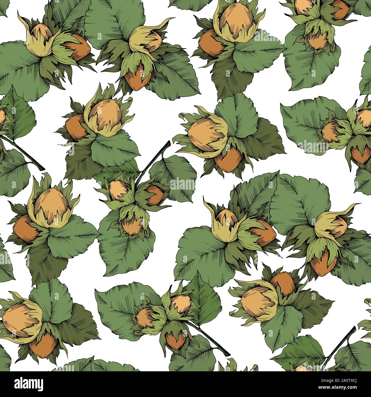 Vector autumn plant hazel nut. Leaf plant botanical garden floral ...