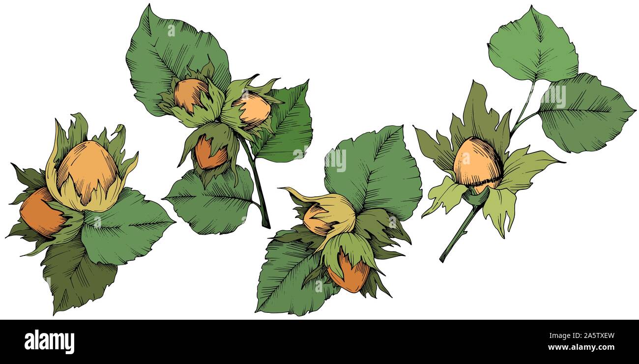 Vector autumn plant hazel nut. Leaf plant botanical garden floral ...