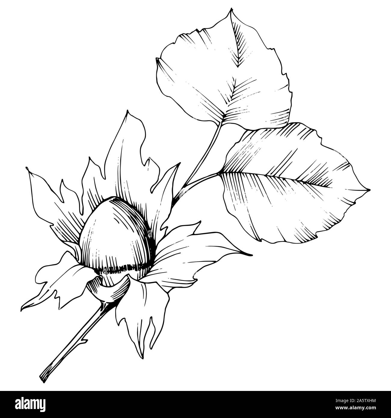 Vector autumn plant hazel nut. Leaf plant botanical garden floral ...