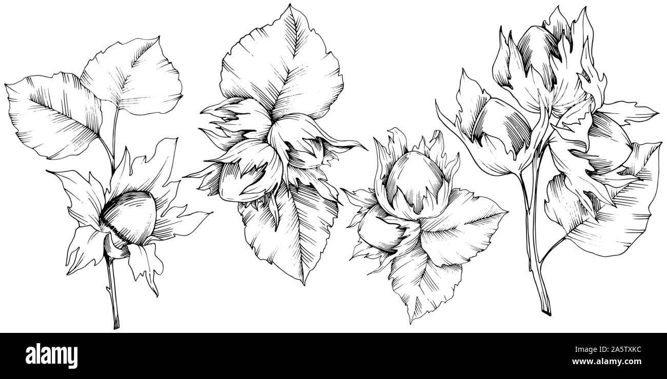 Vector autumn plant hazel nut. Leaf plant botanical garden floral ...