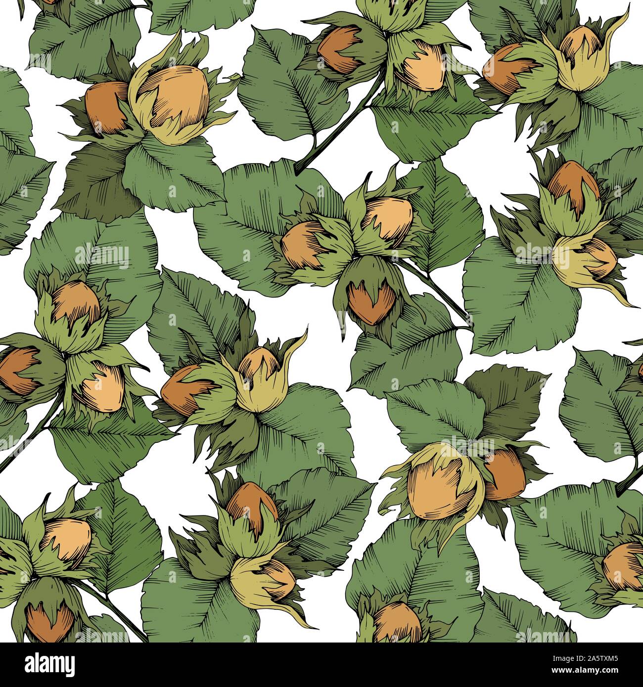 Vector autumn plant hazel nut. Leaf plant botanical garden floral ...