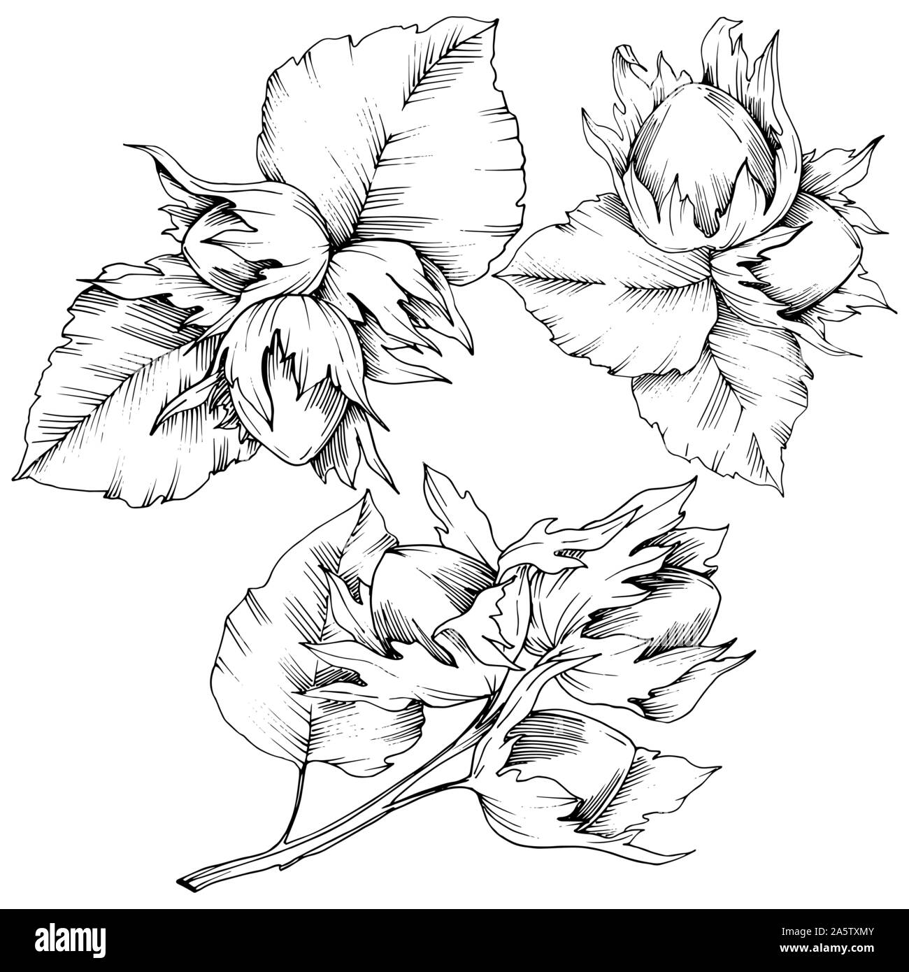Hazel botanical illustration Black and White Stock Photos & Images - Alamy
