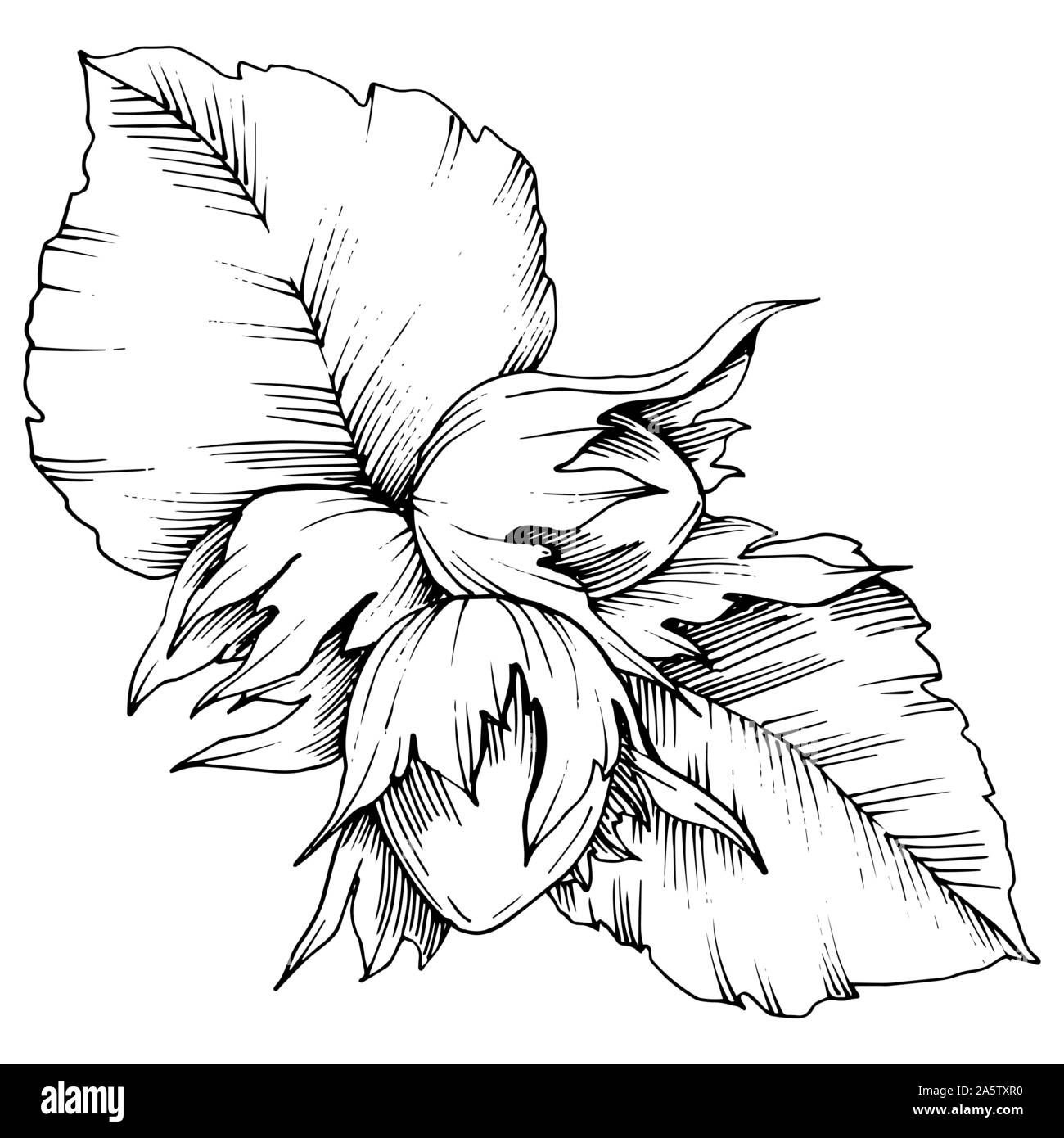 Hazel botanical illustration hi-res stock photography and images - Alamy