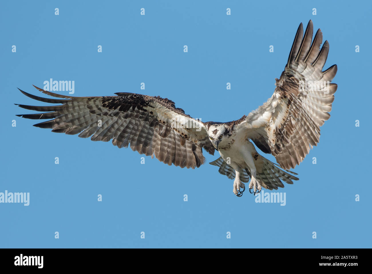 Osprey in flight with fully open wings Stock Photo - Alamy
