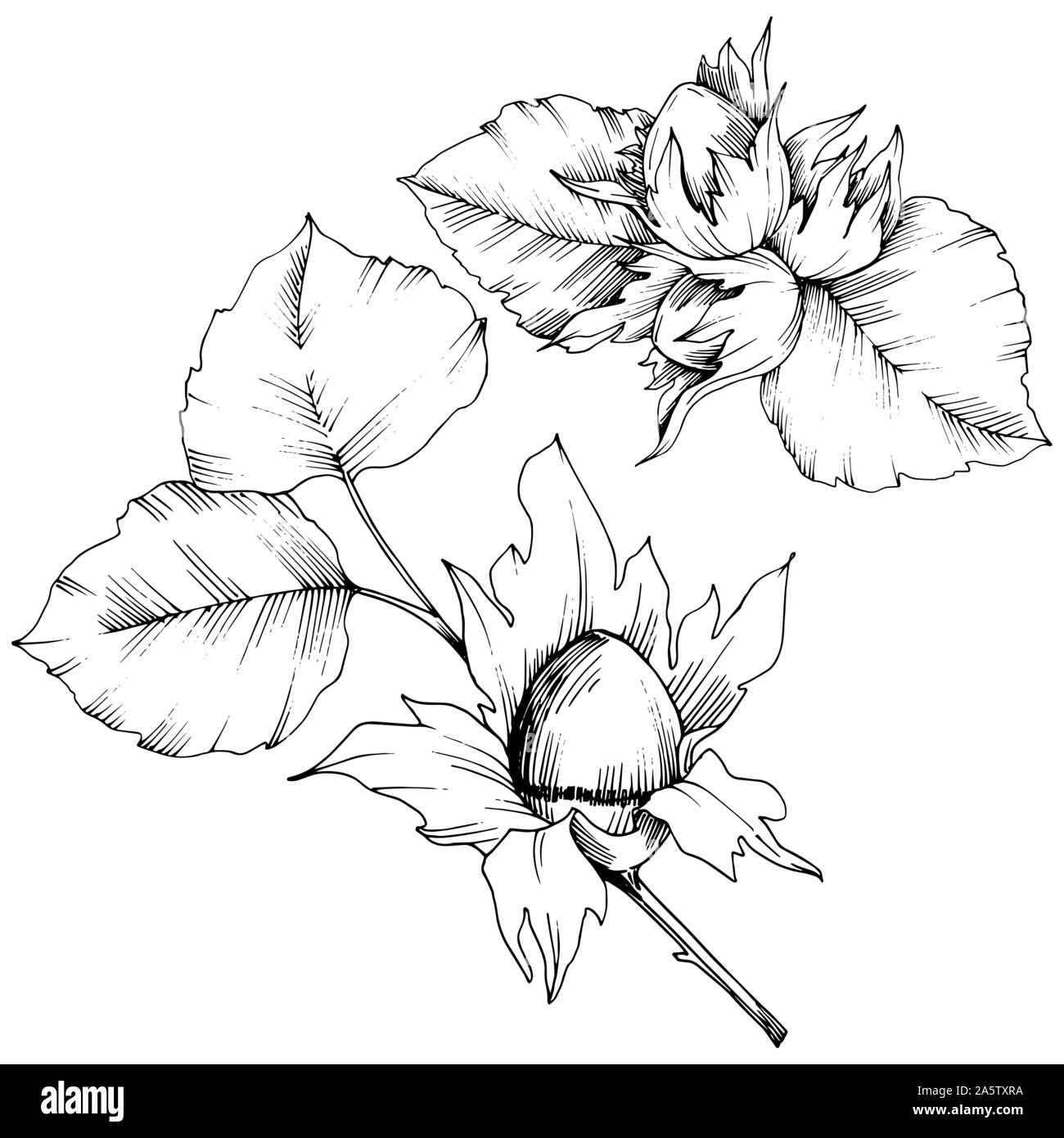 Hazel botanical illustration Black and White Stock Photos & Images - Alamy