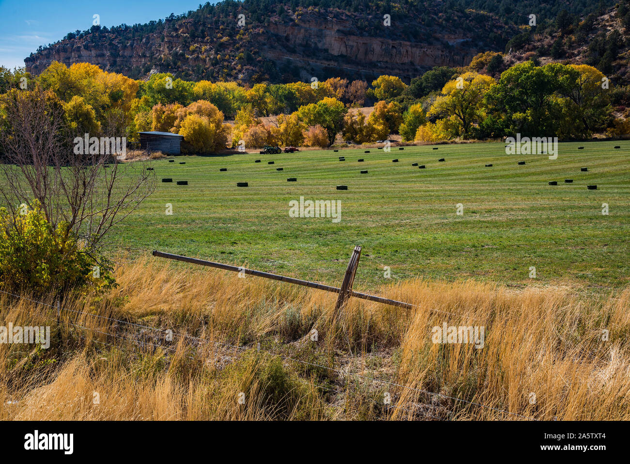 Autumn colors in a rural setting. The golden trees, green pasture, and ...