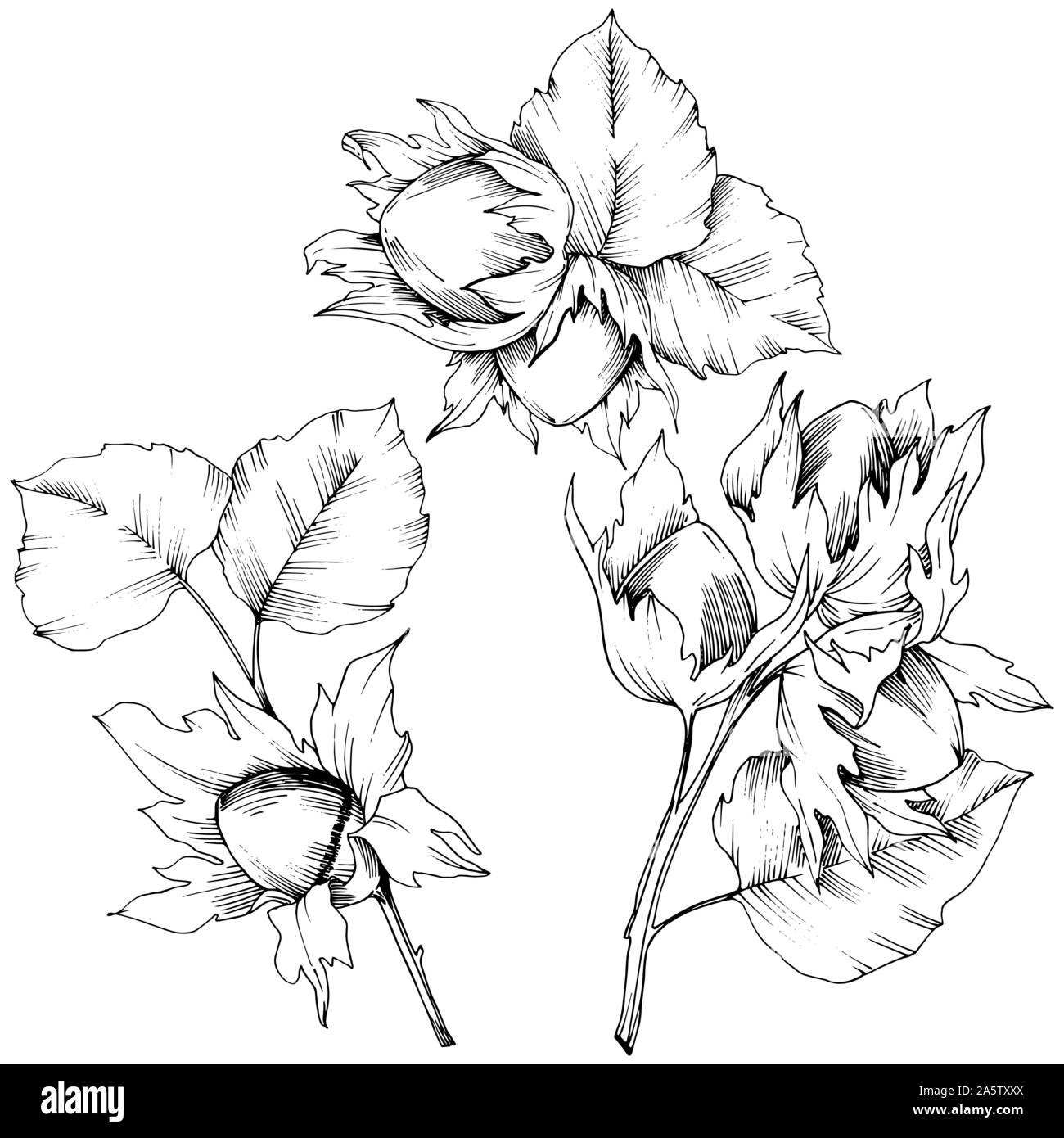 Vector autumn plant hazel nut. Leaf plant botanical garden floral ...