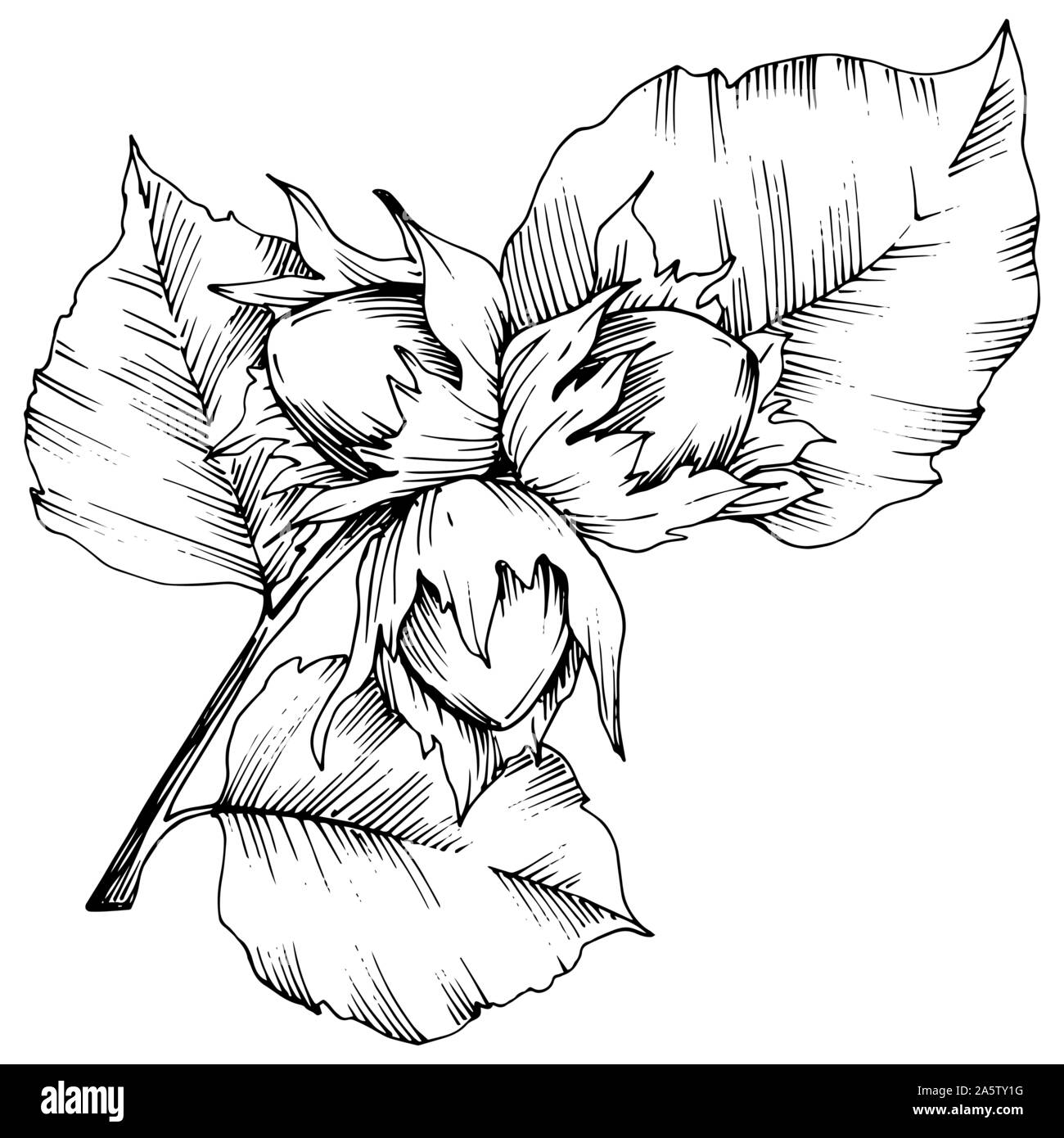 Vector autumn plant hazel nut. Leaf plant botanical garden floral ...