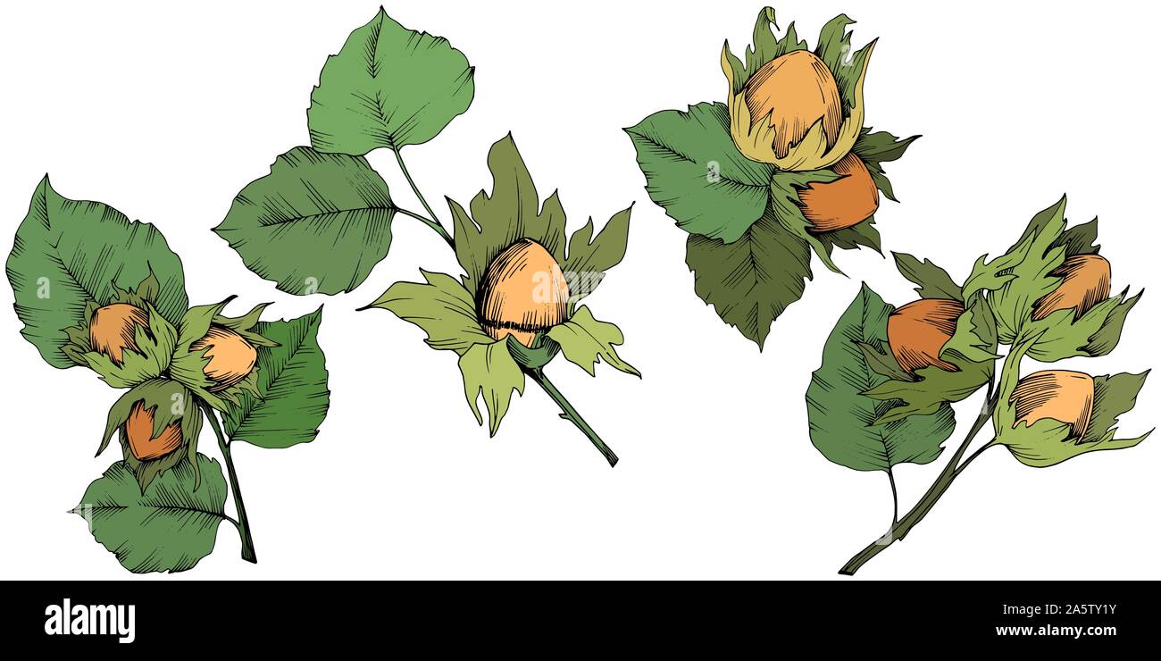 Hazelnut Plant Drawing