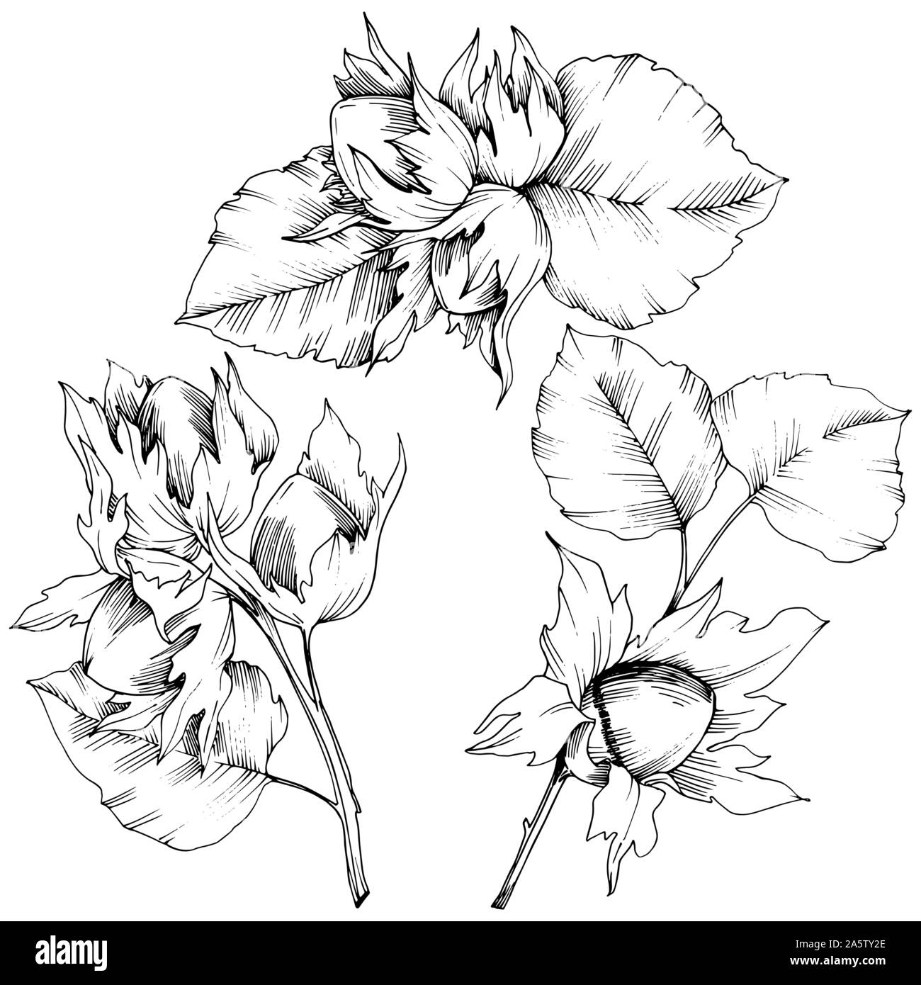 Vector autumn plant hazel nut. Leaf plant botanical garden floral ...