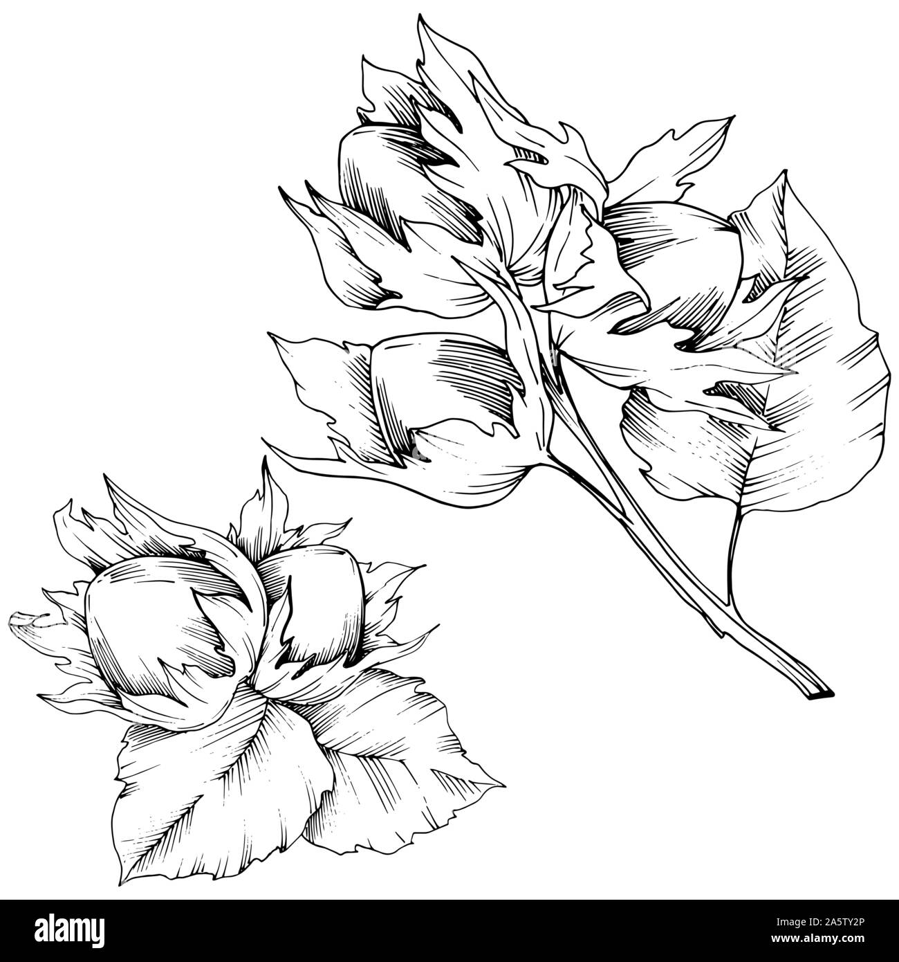 Hazel botanical illustration Black and White Stock Photos & Images - Alamy