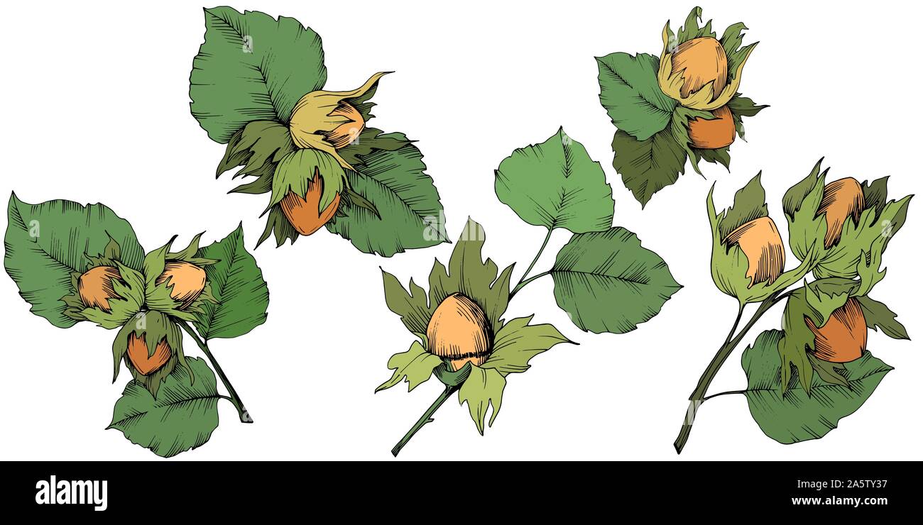 Vector autumn plant hazel nut. Leaf plant botanical garden floral ...