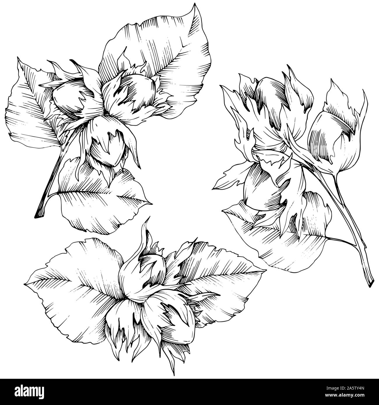 Hazel botanical illustration Black and White Stock Photos & Images - Alamy