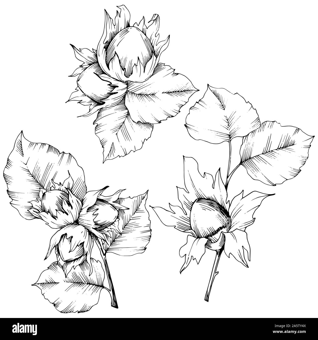 Vector autumn plant hazel nut. Leaf plant botanical garden floral ...