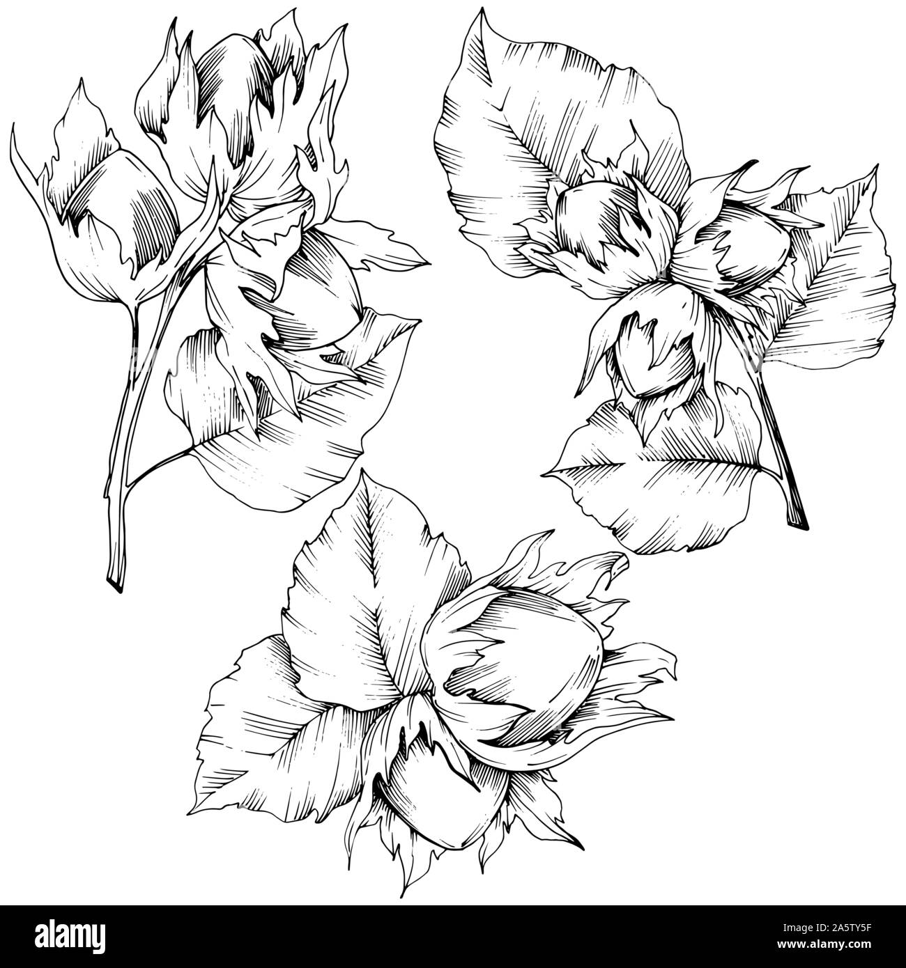 Vector autumn plant hazel nut. Leaf plant botanical garden floral ...