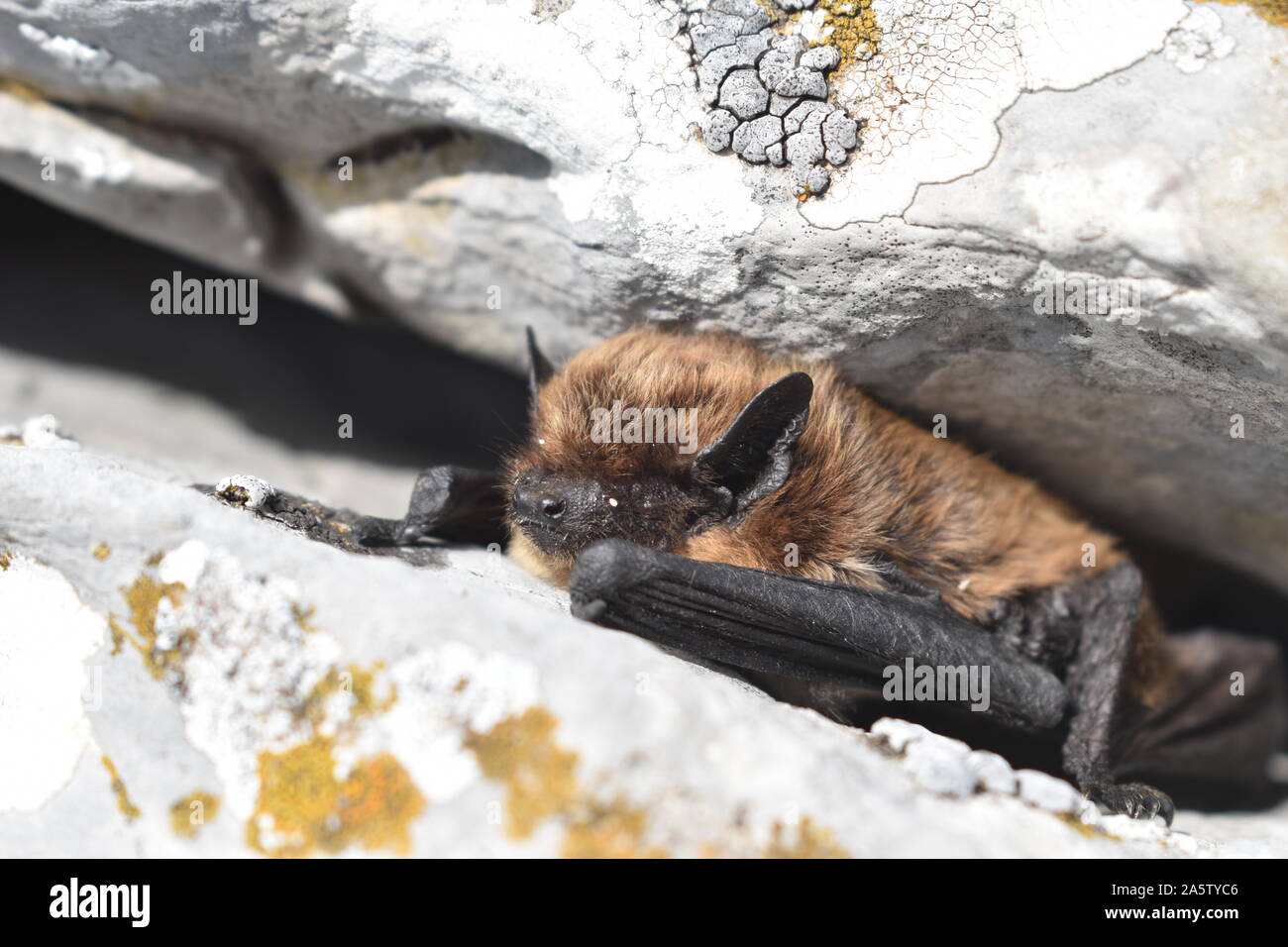 Flying bat close up hi-res stock photography and images - Alamy