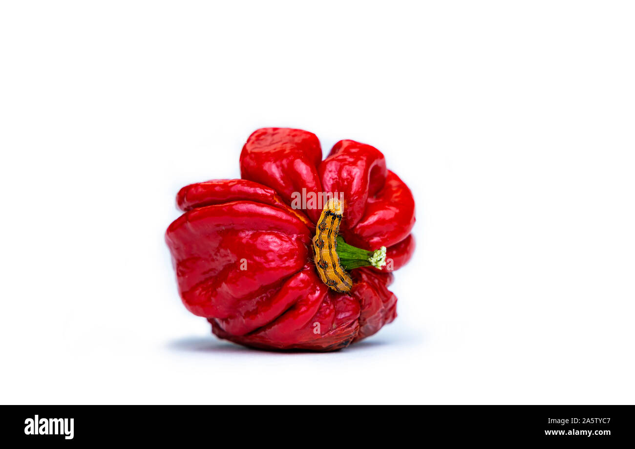 Photo of a Trinidad Moruga Scorpion (Capsicum chinense) with a ...