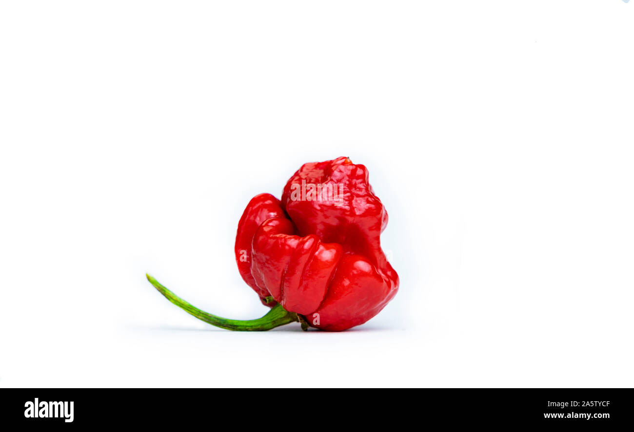 Photo of a Trinidad Moruga Scorpion (Capsicum chinense). Fresh red hot ...
