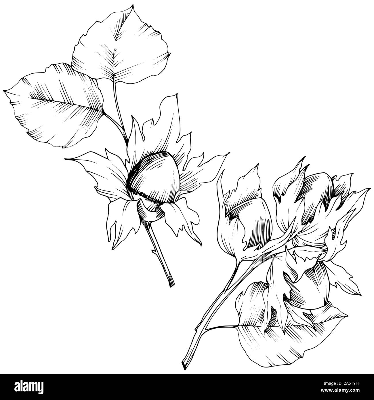 Vector autumn plant hazel nut. Leaf plant botanical garden floral ...