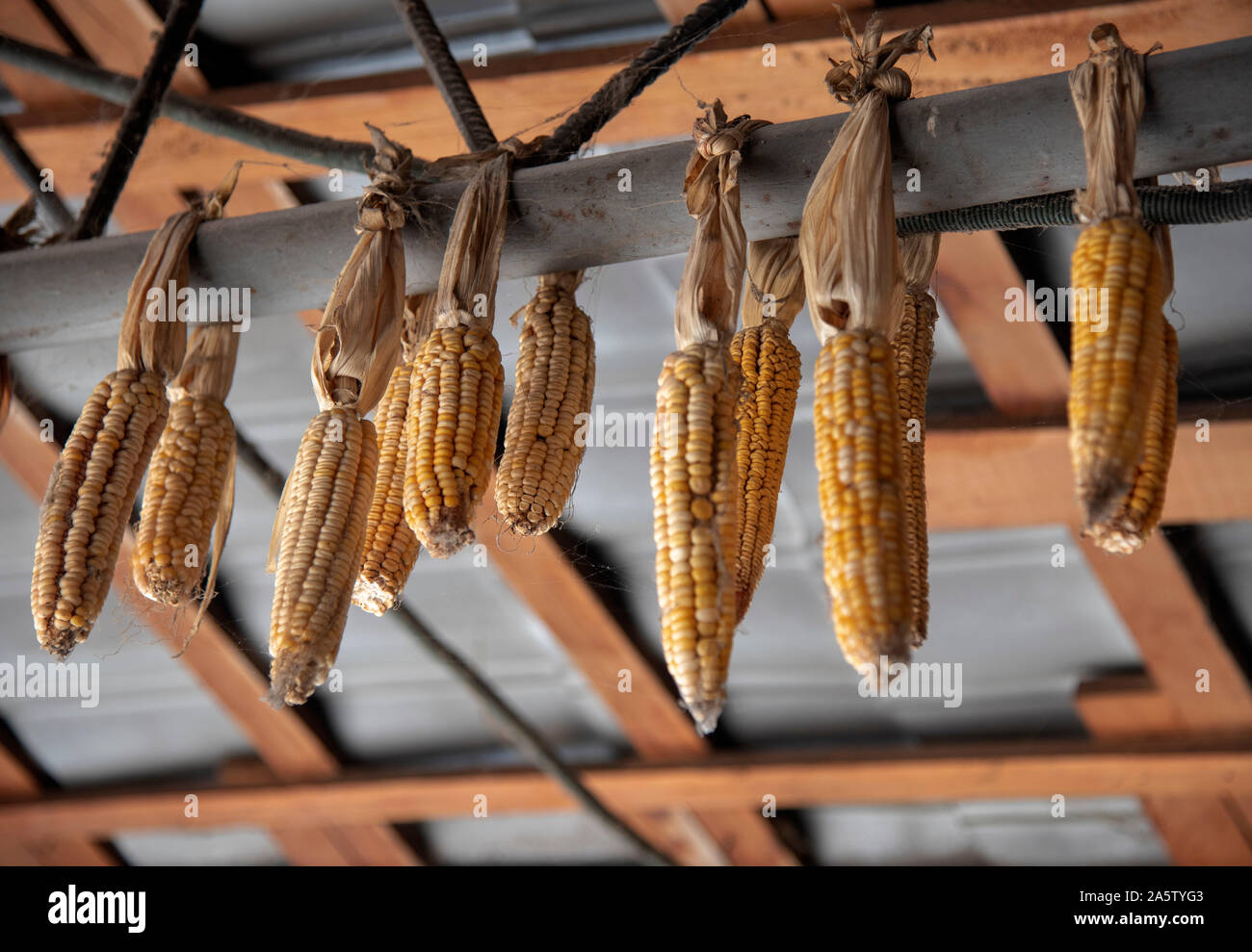 dry corn suspended on a beam under the roof Stock Photo - Alamy
