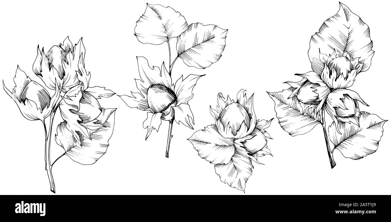 Vector autumn plant hazel nut. Leaf plant botanical garden floral ...