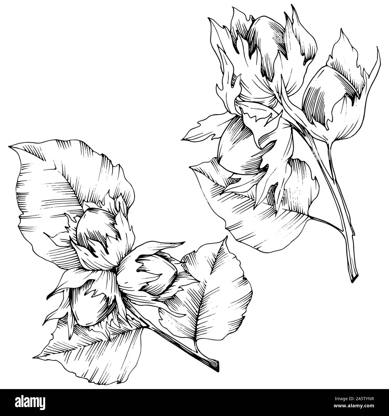 Vector autumn plant hazel nut. Leaf plant botanical garden floral ...