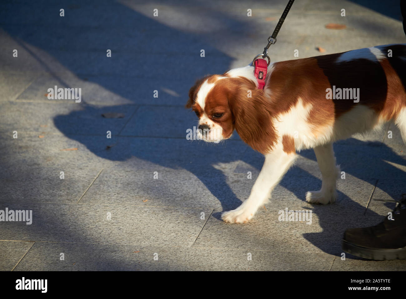 King charles cocker spaniel hi-res stock photography and images - Alamy