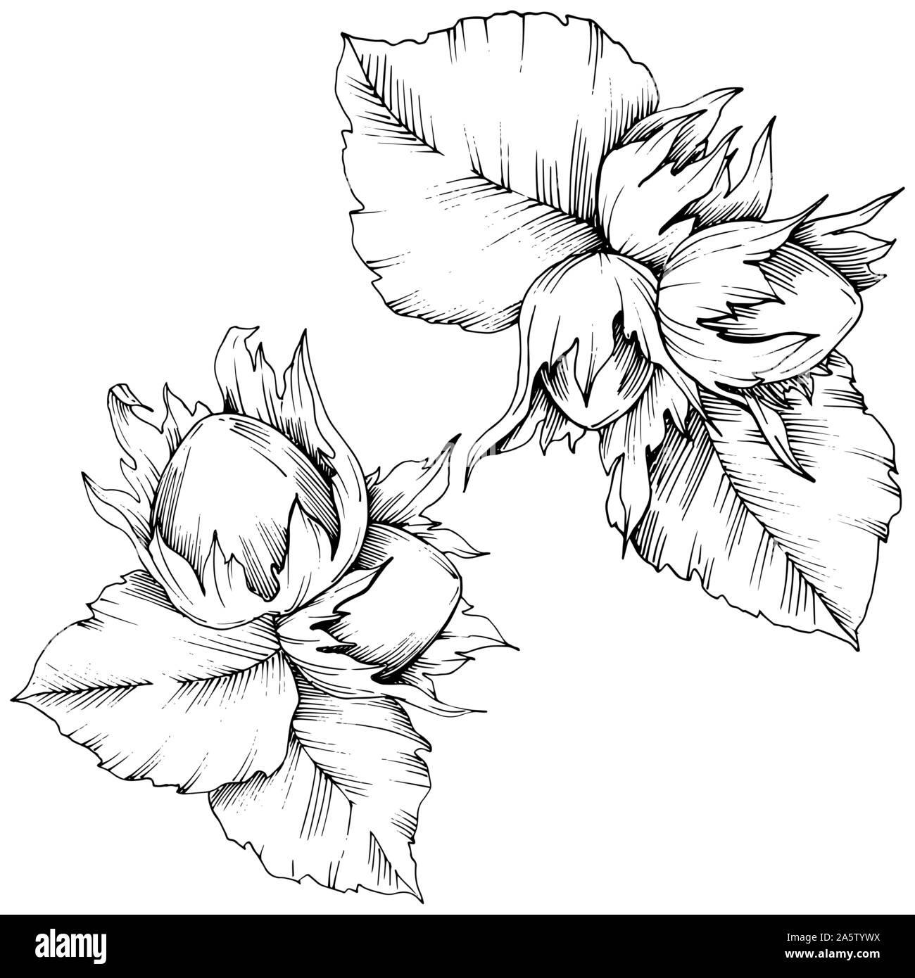 Vector autumn plant hazel nut. Leaf plant botanical garden floral ...