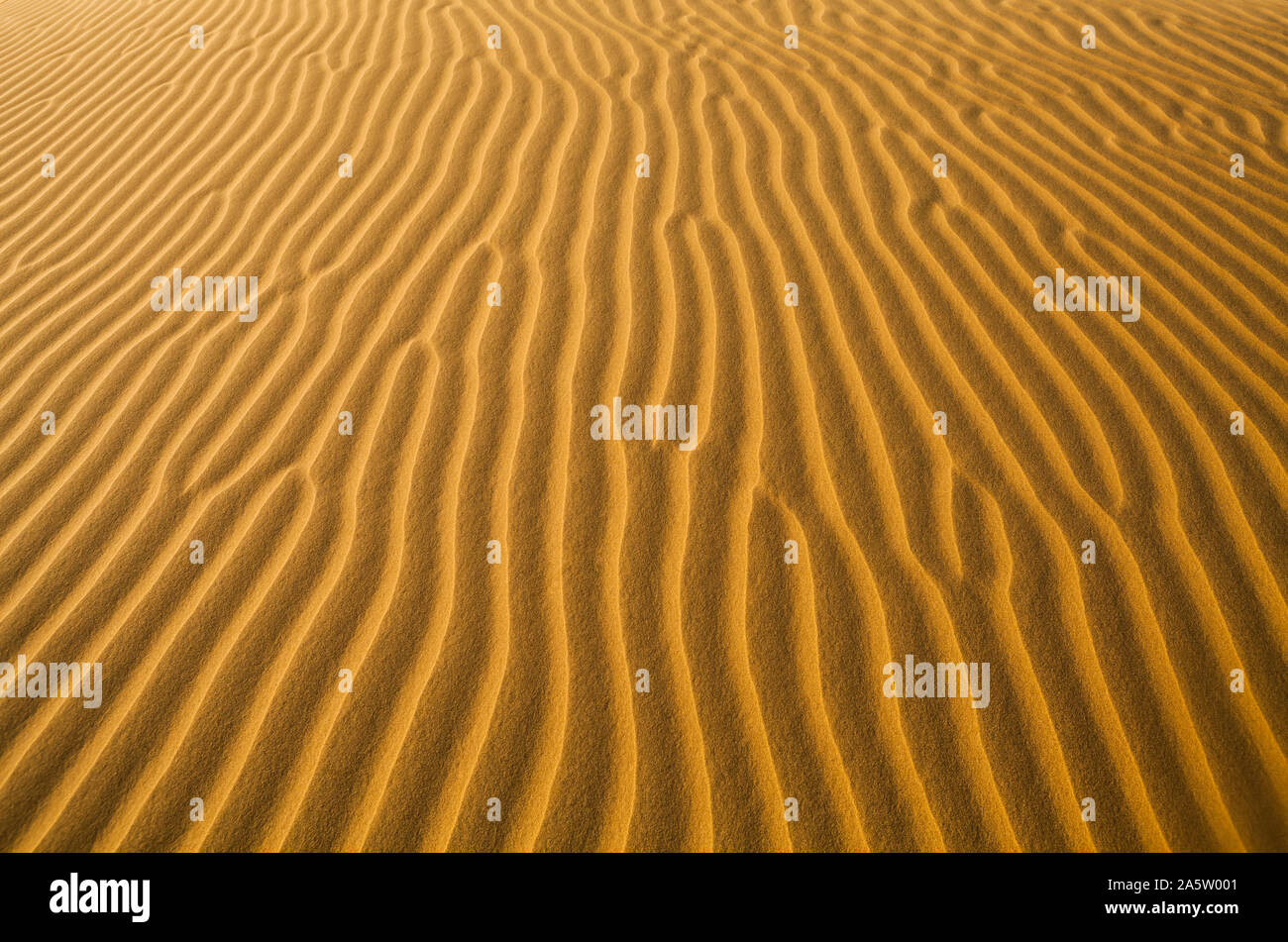 Wind blown sand patterns on the sand dunes of the Thar Desert ...