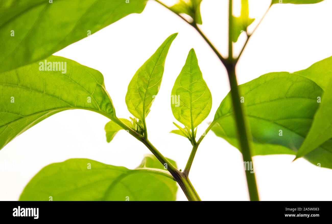 Jalapeno scoville hi-res stock photography and images - Alamy