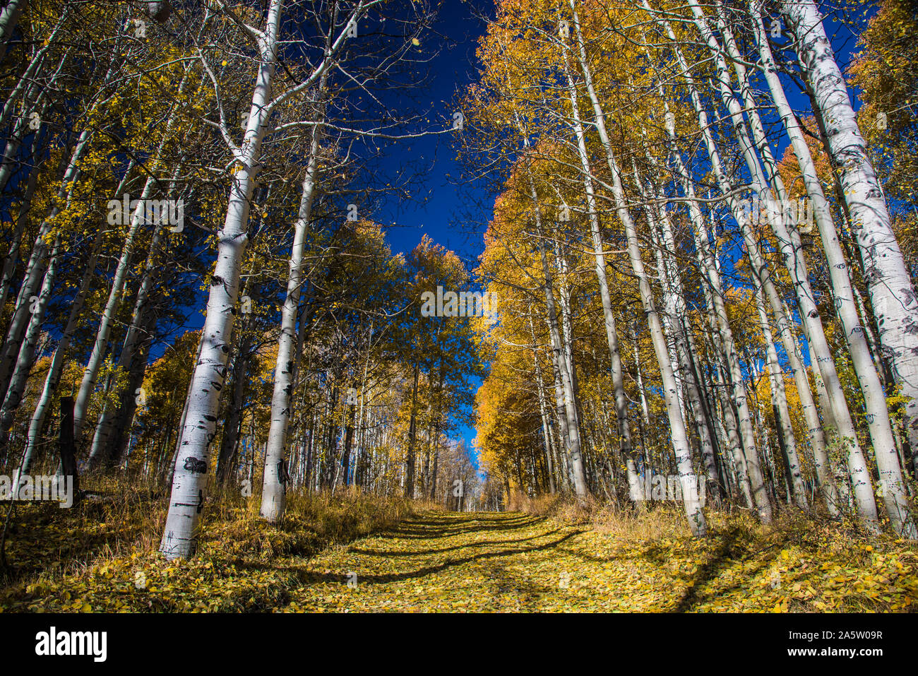 Quaking aspen tree hi-res stock photography and images - Alamy