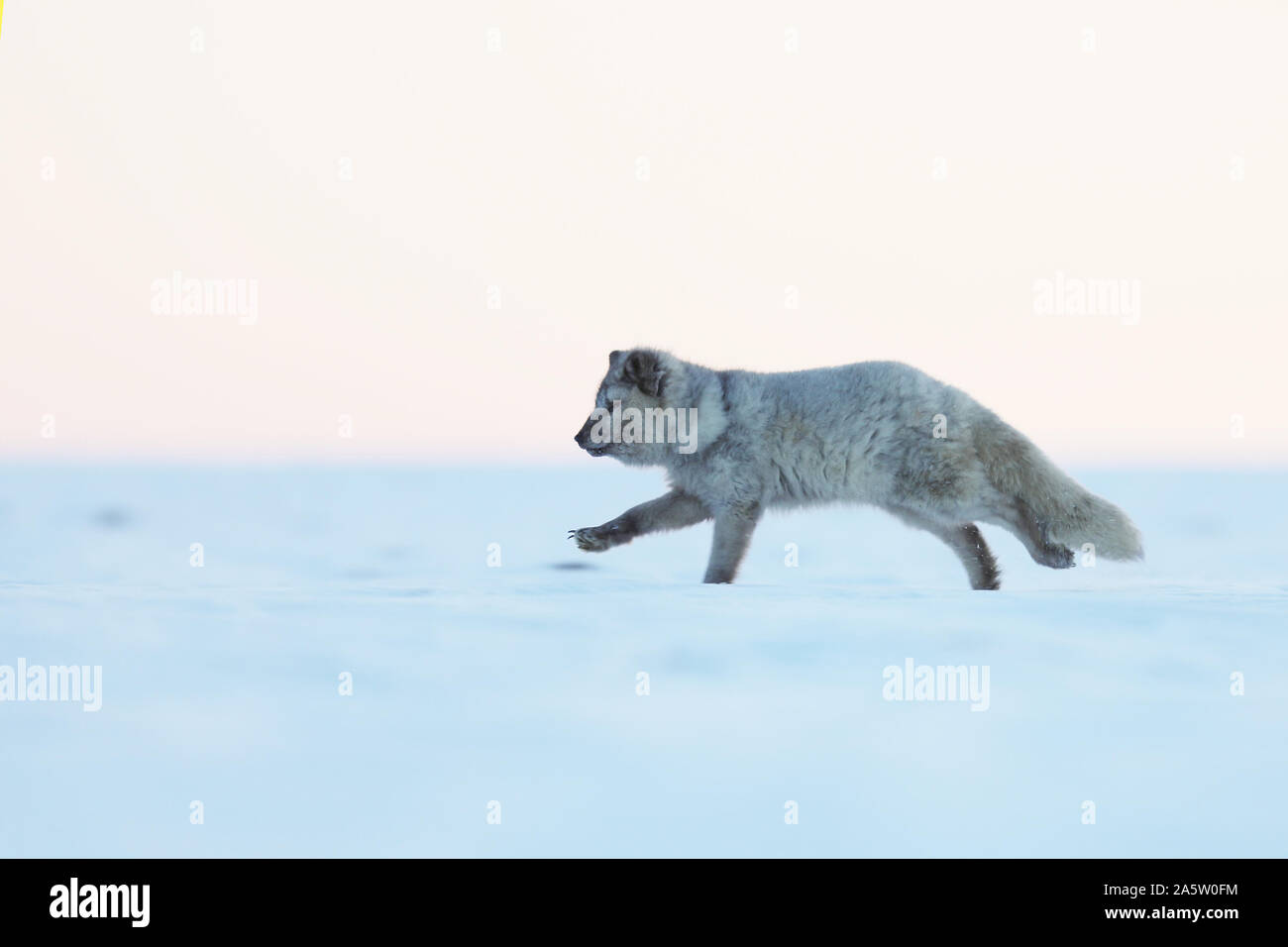 White polar fox run on snow - Wildlife action scene from Arctic nature ...
