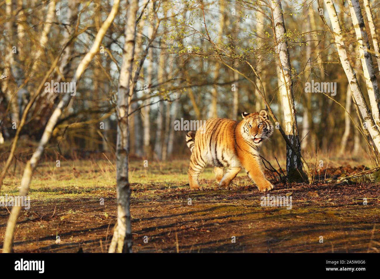 Beast cat hi-res stock photography and images - Alamy