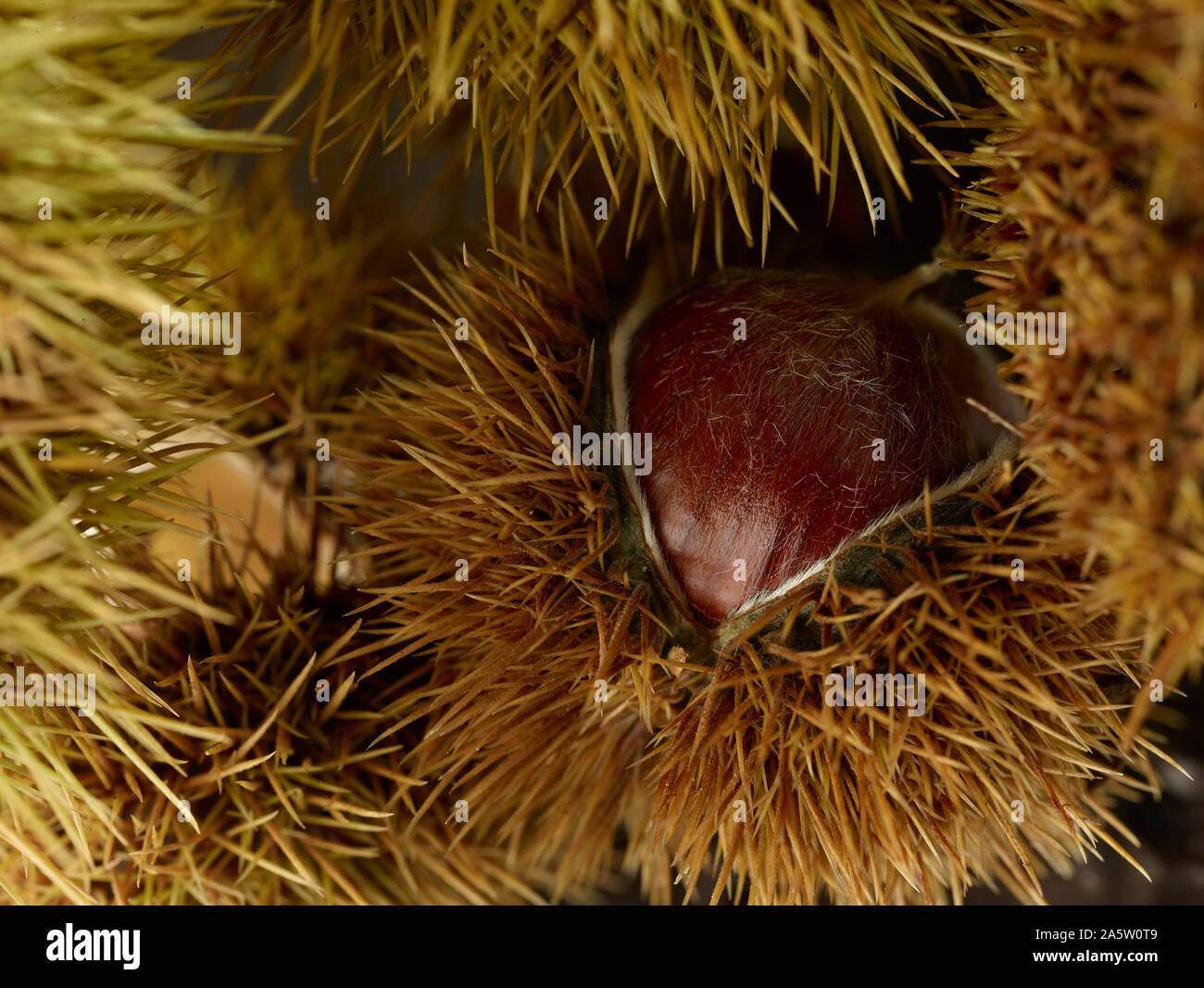 Nature close-up portrait of sweet chestnut showing form and structure ...
