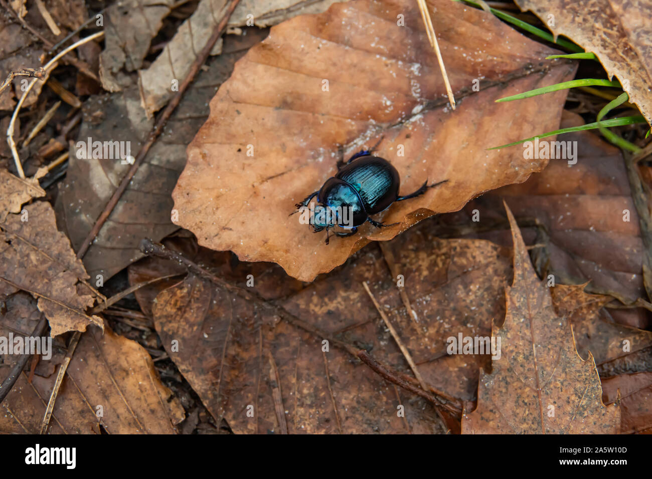 Earth Boring Dung Beetle in Winter Stock Photo - Alamy