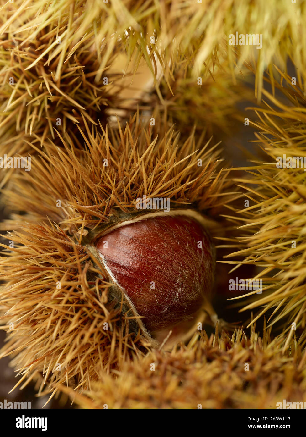 Nature close-up portrait of sweet chestnut showing form and structure ...