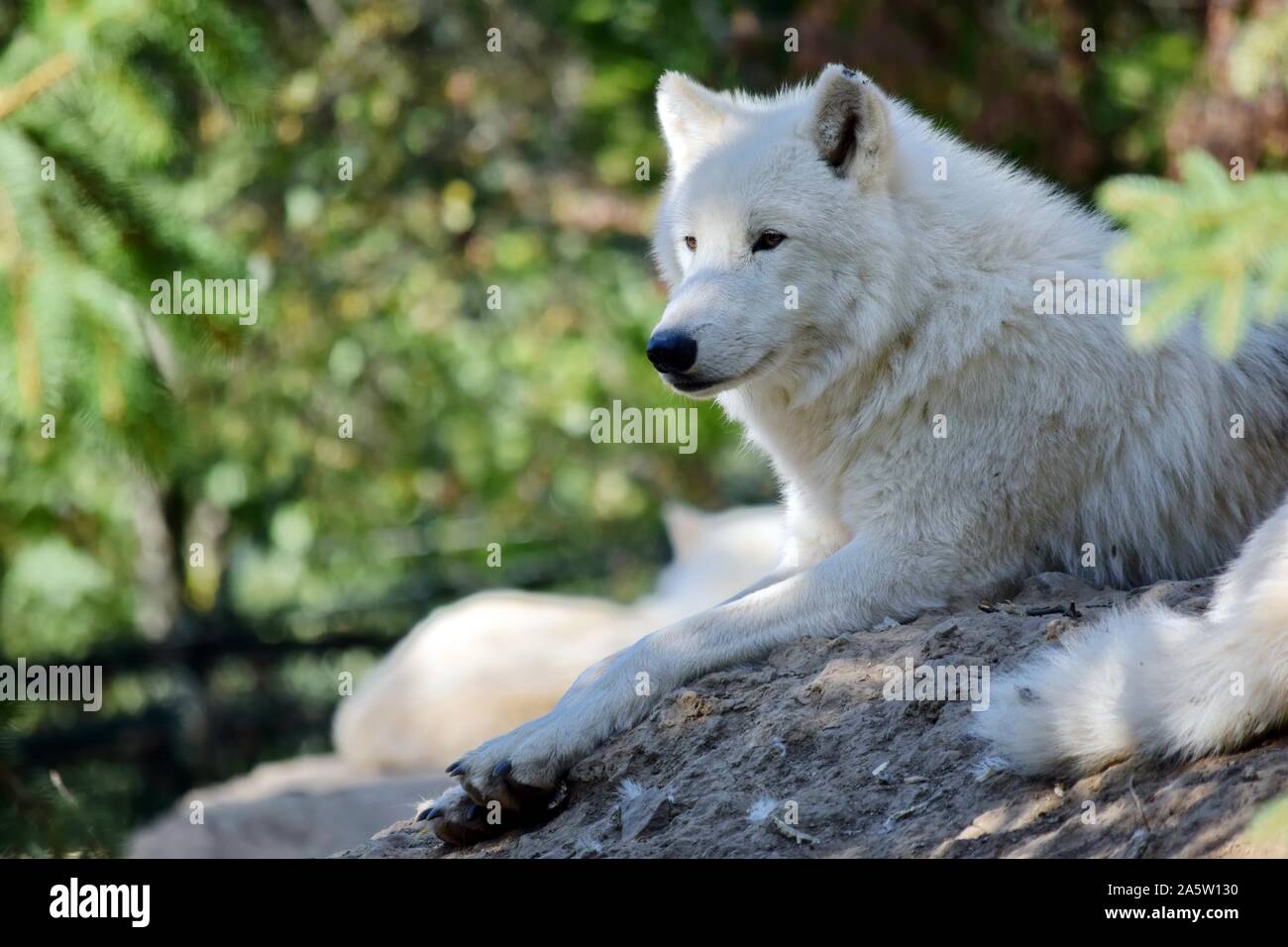 Arctic wolf lying on rock hi-res stock photography and images - Alamy