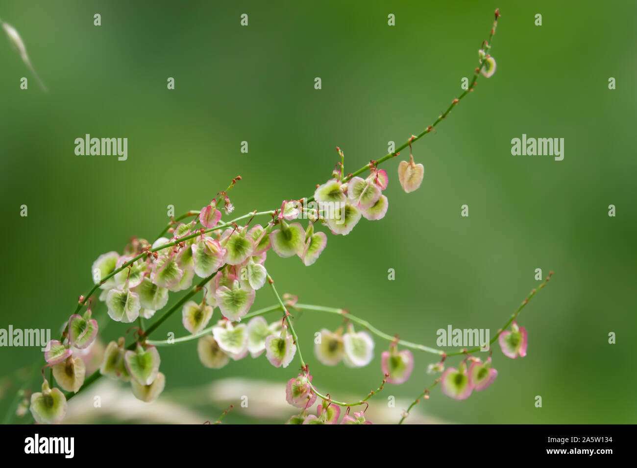Wild dock hi-res stock photography and images - Alamy